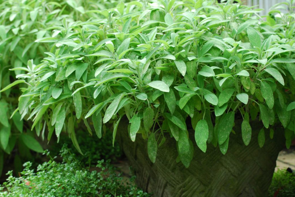 Sage - LEARN HOW TO GARDEN