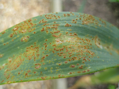 Garlic, Onion and Leek Rust - LEARN HOW TO GARDEN