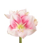 Growing Amaryllis - LEARN HOW TO GARDEN