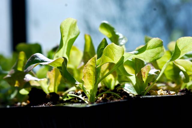 Lettuce seedlings Potting on - LEARN HOW TO GARDEN