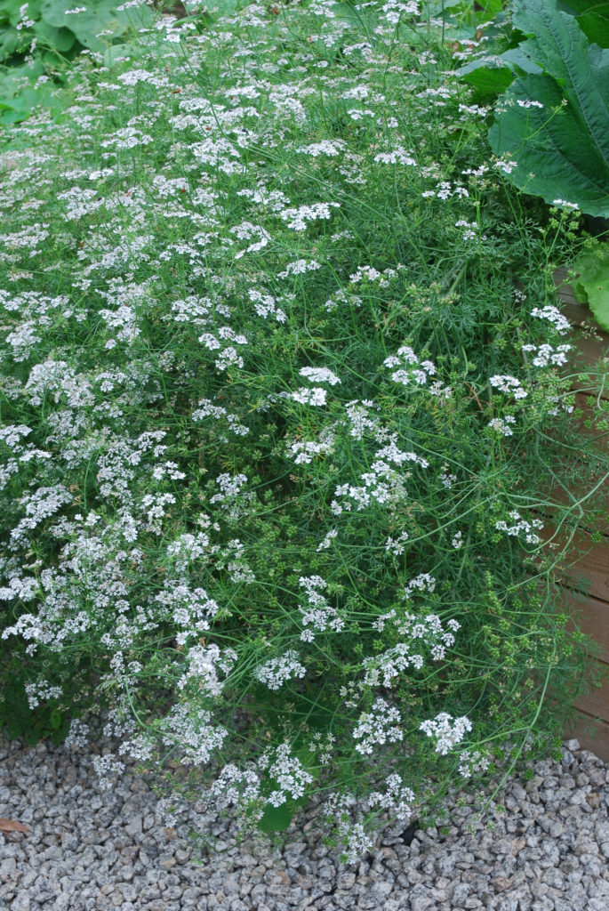 Green coriander seeds - LEARN HOW TO GARDEN